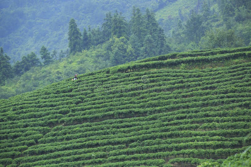 Tea Tree Plants on Mountain Stock Photo - Image of mountain, garden ...