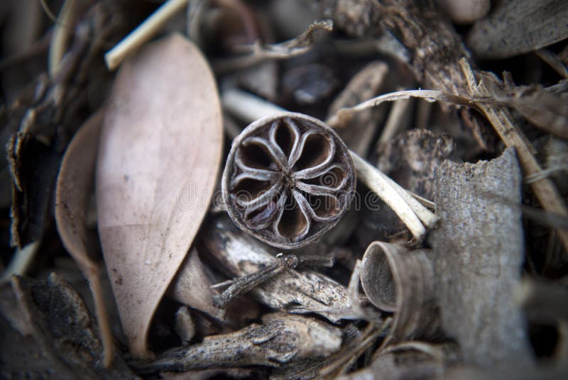 Tea tree seed close up stock image. Image of close, seed - 65397377