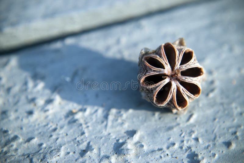 Tea tree seed close up stock photo. Image of closeup - 53723816