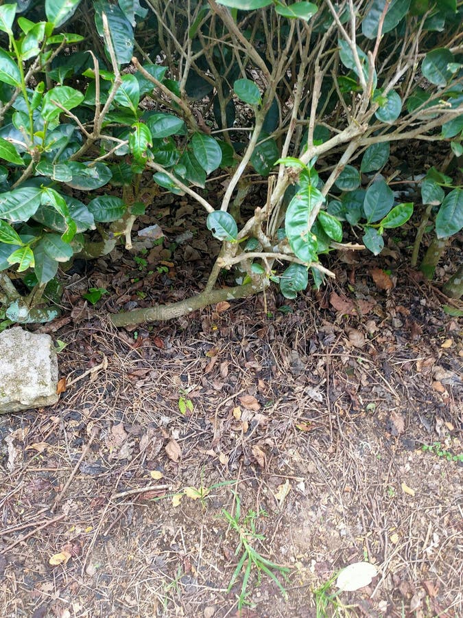 Tea tree and soil stock photo. Image of garden, woodland - 269675194