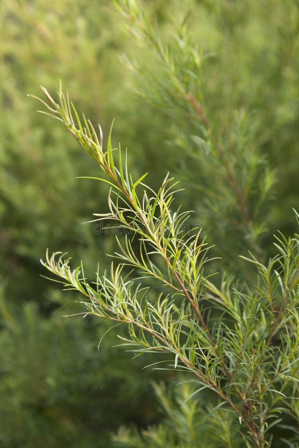 Tea tree sprig stock photo. Image of shrub, plant, branch - 49333404