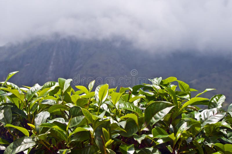 Tea Trees Picture. Image: 22541361