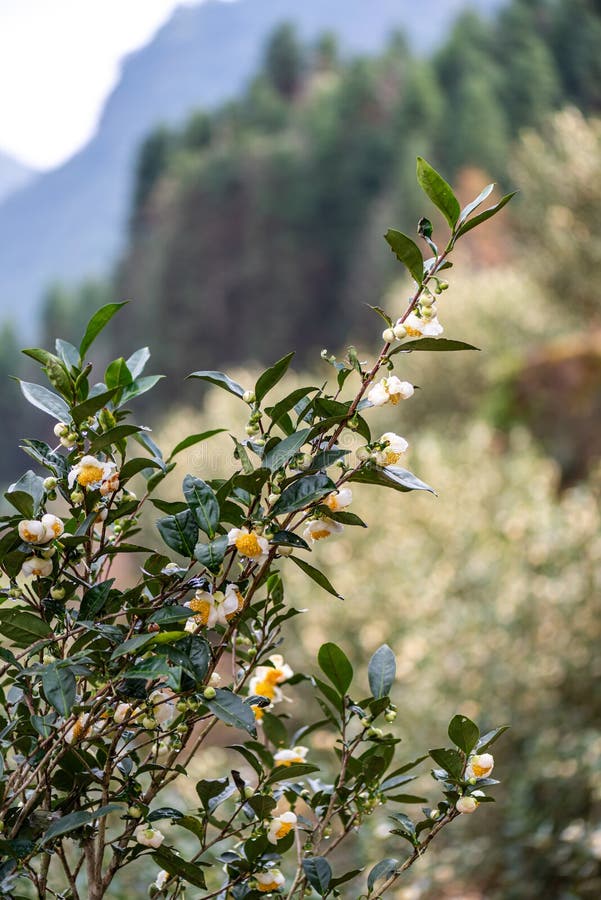 The Tea Trees in the Tea Garden are in Full Bloom Stock Photo - Image ...