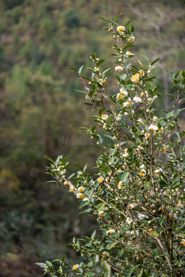 The Tea Trees in the Tea Garden are in Full Bloom Stock Image - Image ...