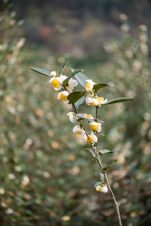 The Tea Trees in the Tea Garden are in Full Bloom Stock Photo - Image ...