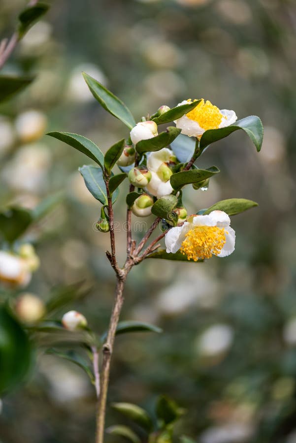 The Tea Trees in the Tea Garden are in Full Bloom Stock Photo - Image ...