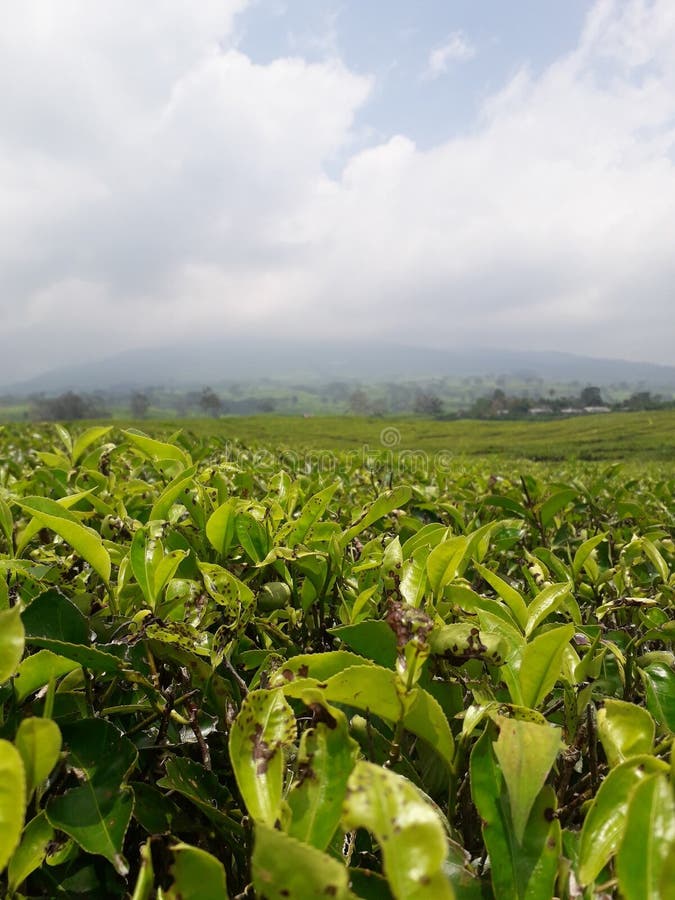 Tea Trees in the Garden at Sunrise Stock Image - Image of mountain ...