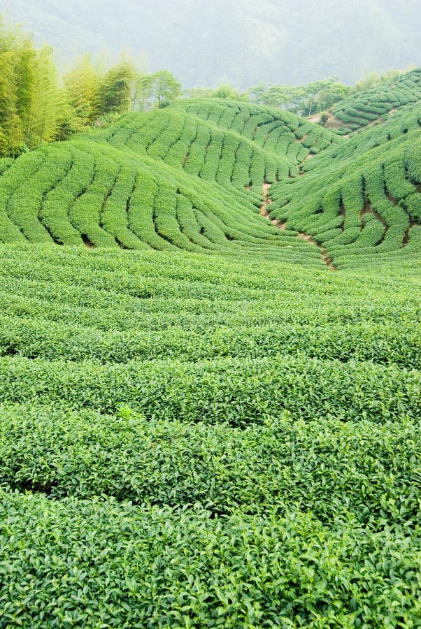 Tea farm stock image. Image of boseng, agricultural, asia - 15122091