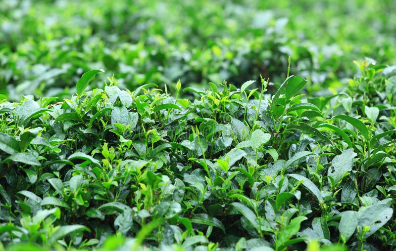 Tea trees in the morning stock image. Image of grow, plant - 36626487