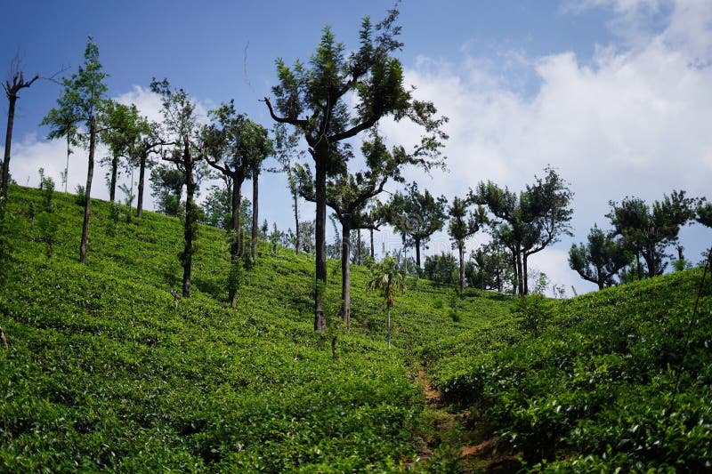 Tea trees in the mountains stock image. Image of hill - 363981289