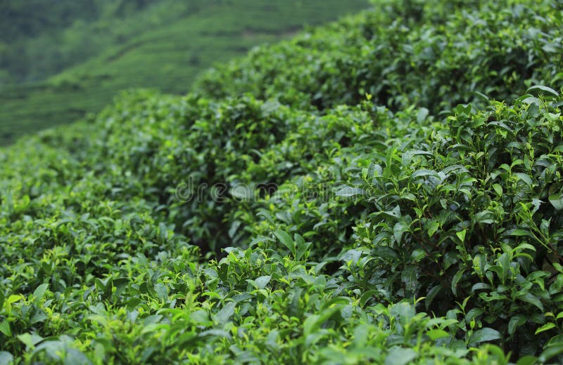 Tea trees stock photo. Image of drink, grow, dewdrop - 33270904