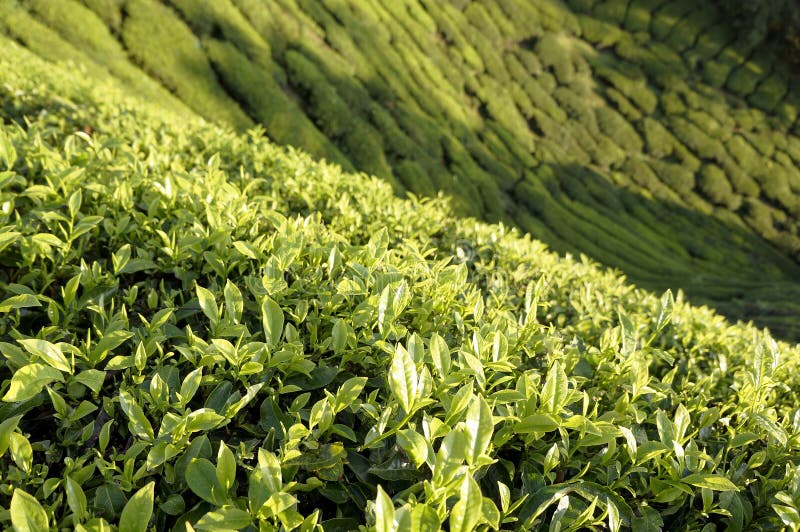 Tea Plantation stock photo. Image of green, bushy, valley - 10757572