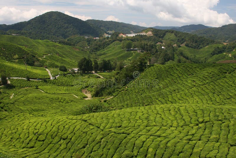 Tea in the Valley stock image. Image of horticulture, nourish - 7327539