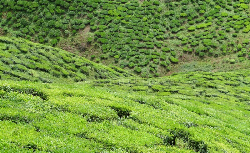Tea valley stock photo. Image of green, valley, highlands - 59704190