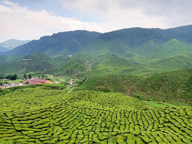 Tea Valley, Cameron Highland Stock Photo - Image of nature, highland ...
