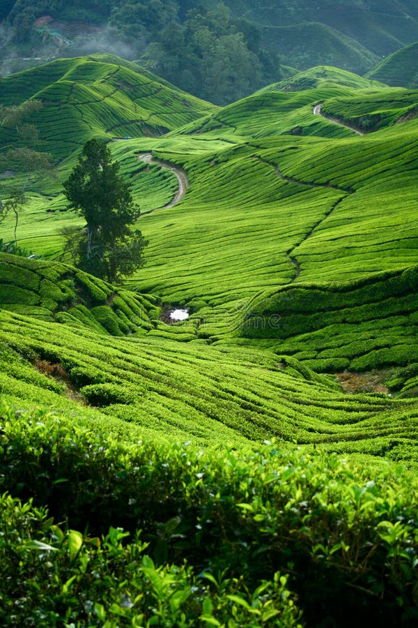 Tea Valley at Cameron Highland, Malaysia. Stock Image - Image of growth ...