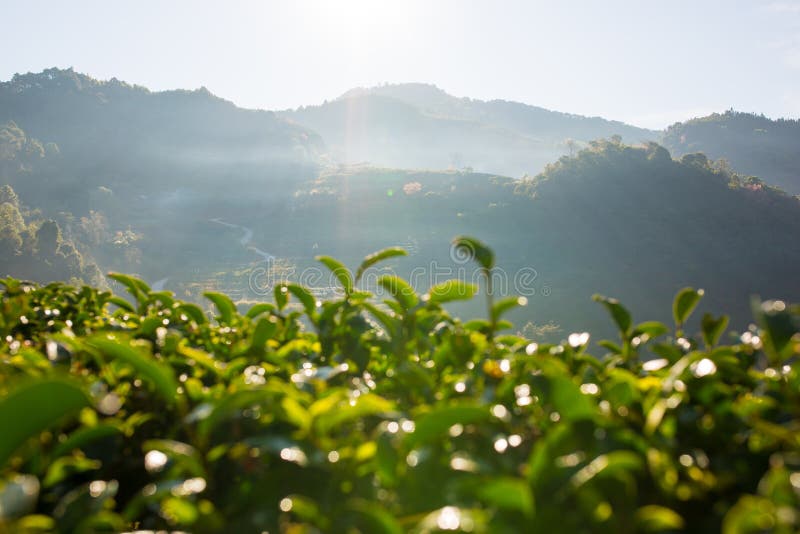 Tea valley stock image. Image of view, natural, valley - 73207981