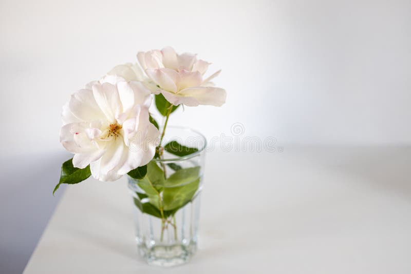 Tea White Rose in Transparent Glass on White Table. Place for Text ...