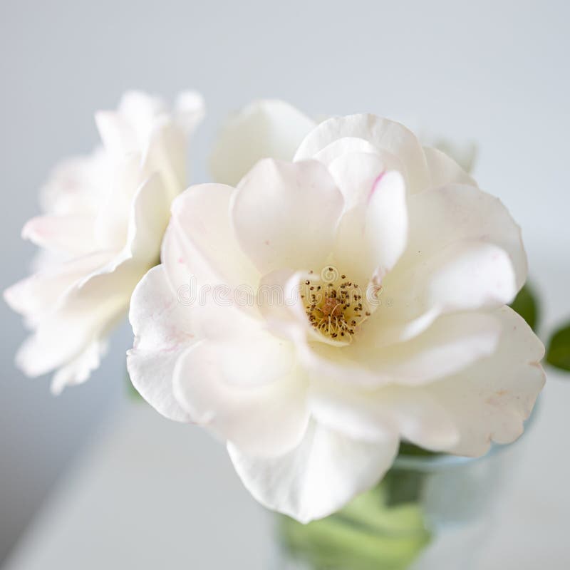Tea White Rose in Transparent Glass on White Table. Place for Text ...