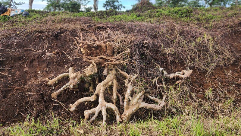 Tea Wood Roots that are Hundreds of Years Old Stock Image - Image of ...