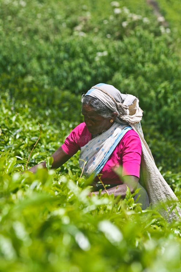 Women Working at a Coffee Factory Editorial Stock Photo - Image of ...