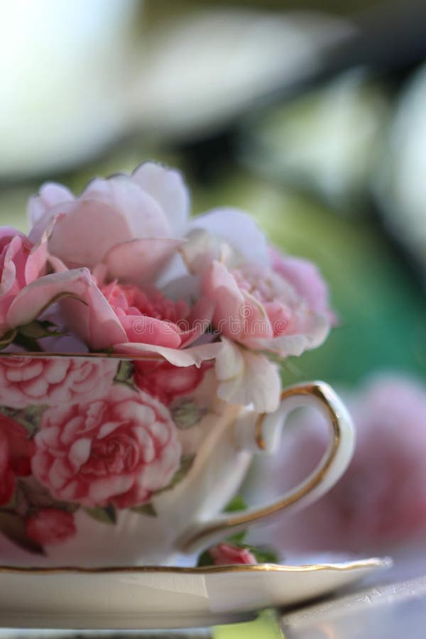 Teacup with Roses in the Garden Stock Photo - Image of lifestyle ...