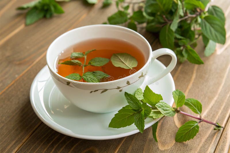 A Teacup with Tulsi Tea and Fresh Leaves Stock Illustration ...