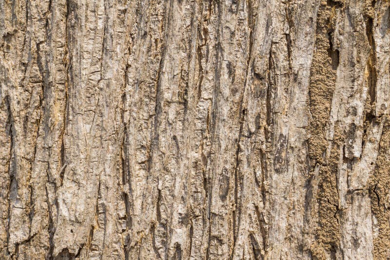 Teak bark stock image. Image of detail, pattern, natural - 93932083