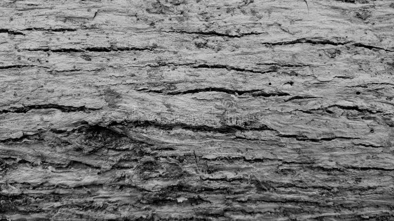 Teak Bark Texture, Image Take in Black and White Mode Stock Photo ...