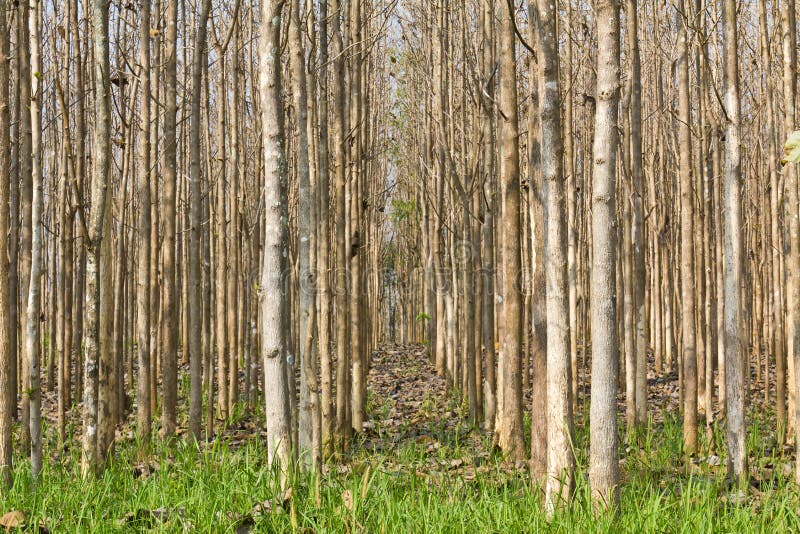Teak forest stock photo. Image of beauty, hill, mountain - 23379780