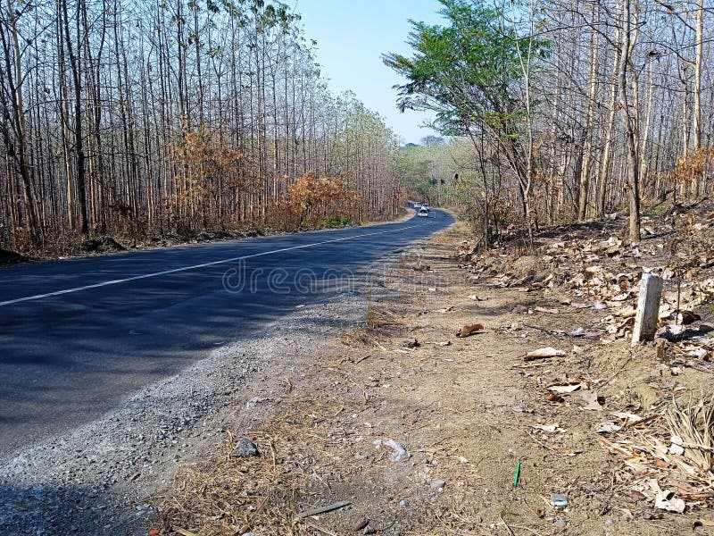 Teak Forest Dry Season East Java Indonesia Stock Photos - Free ...