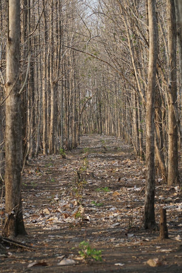 The Teak Forest Has Been Burned by Fallen Leaves Stock Image - Image of ...