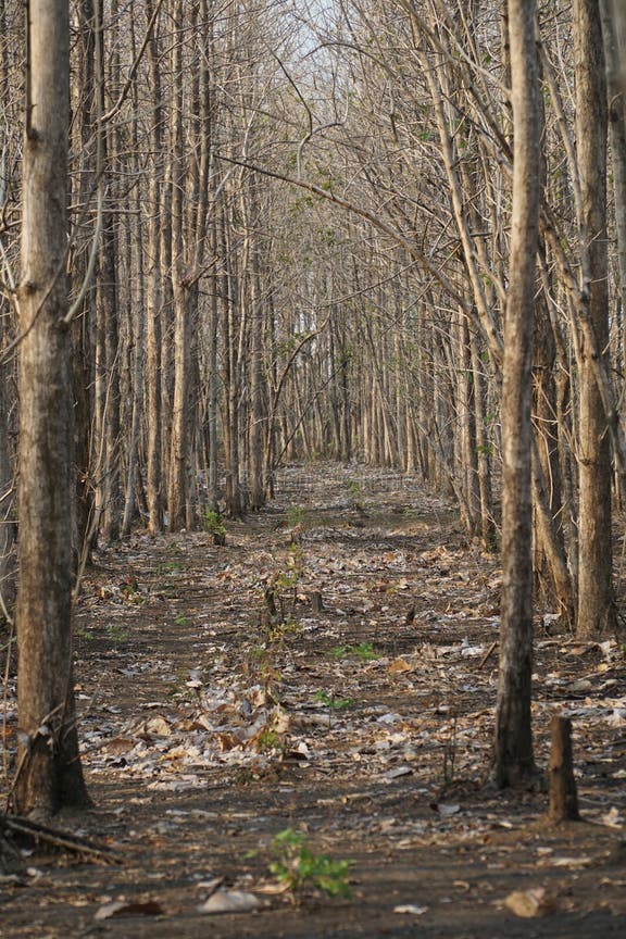 The Teak Forest Has Been Burned by Fallen Leaves Stock Image - Image of ...