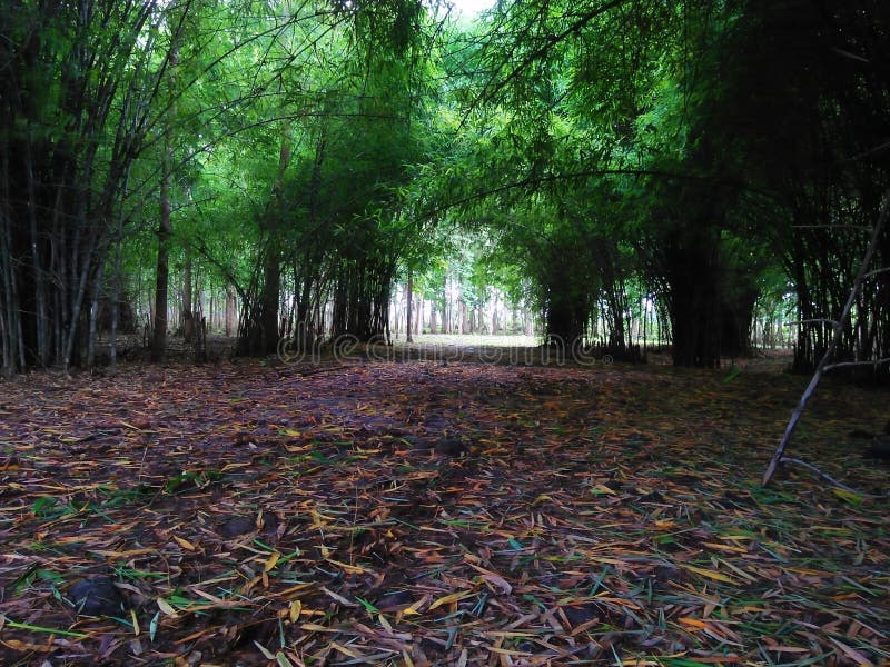 Teak Forest in Tallest Teak Tree.in India, Teak Farm. Stock Image ...