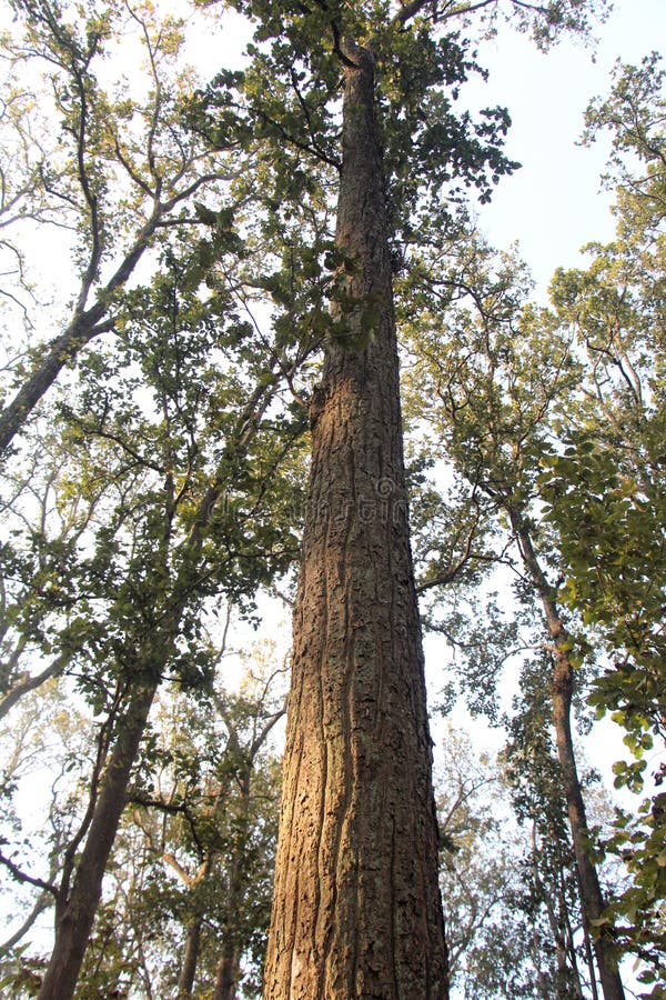 Teak forests stock image. Image of asian, country, mountain - 65070889