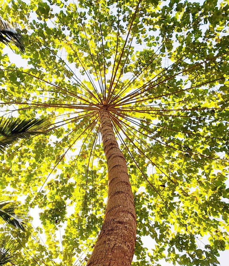 Teak Garden Trees stock photo. Image of trees, fresh - 288387060