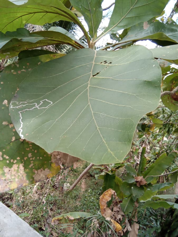 Teak Leaf Fibers are Clearly Visible on Old Leaves during the Day Stock Photo - Image of leaves ...