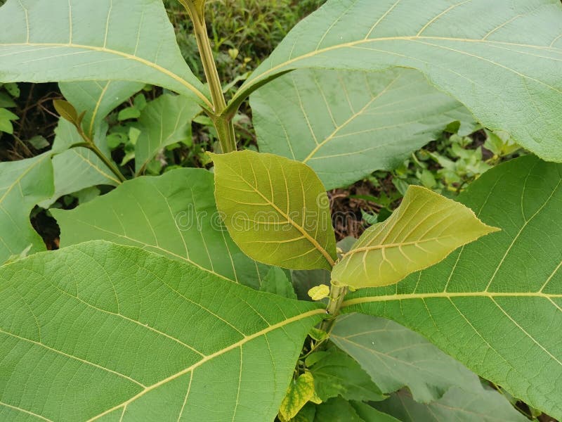 Teak leaf shoot stock photo. Image of evergreen, autumn - 344747516