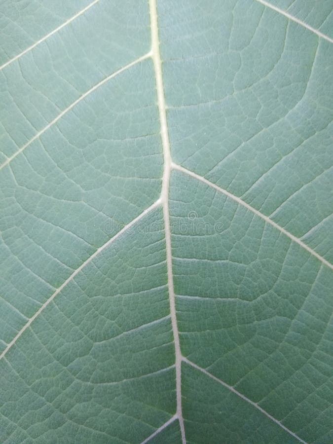 Teak leaf Structure stock photo. Image of abstrak, health - 351709204
