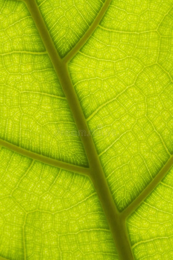 Teak Leaf Texture As Natural Background Stock Image - Image of ...