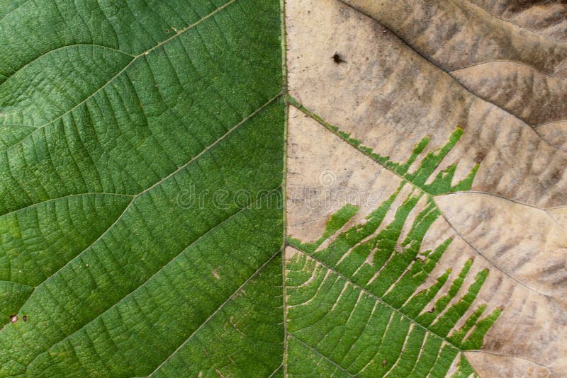 Teak leaf texture stock photo. Image of insect, branch - 337256068