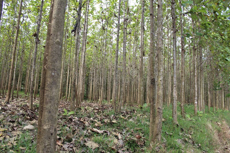 Texture of Teak Tree Leaves Stock Photo - Image of color, lines: 194101020