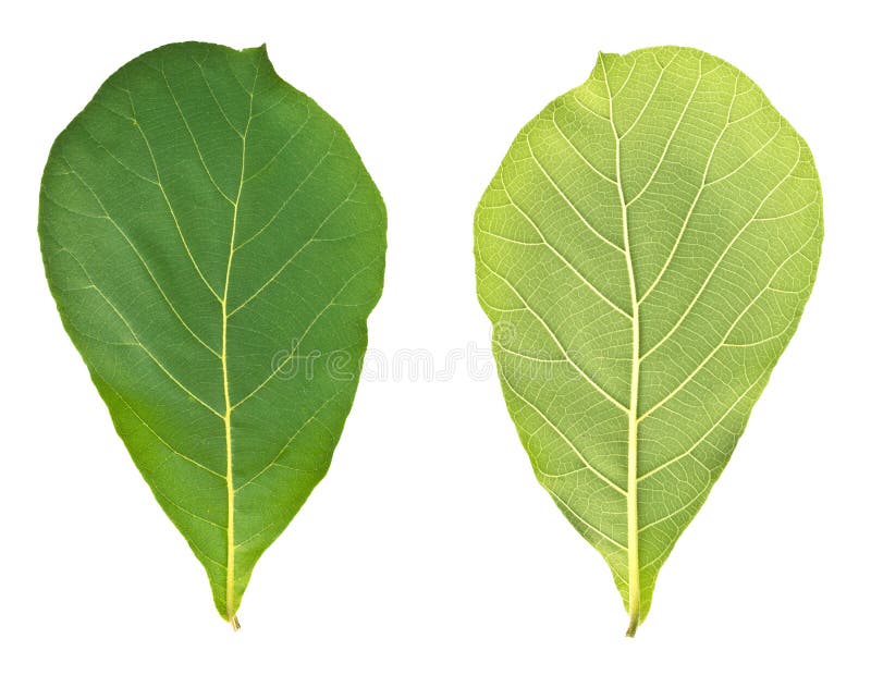 Teak Leaves Front Rear Stock Photos - Free & Royalty-Free Stock Photos ...