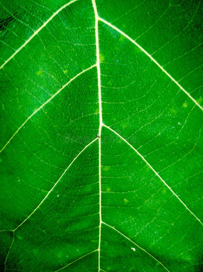 Teak leaves top view stock image. Image of teak, view - 220141617