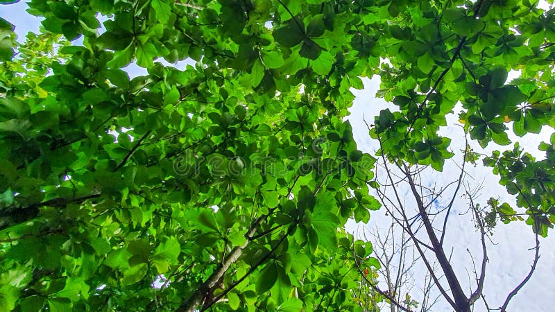 Teak leaves and trunk tree stock photo. Image of jungle - 275687782