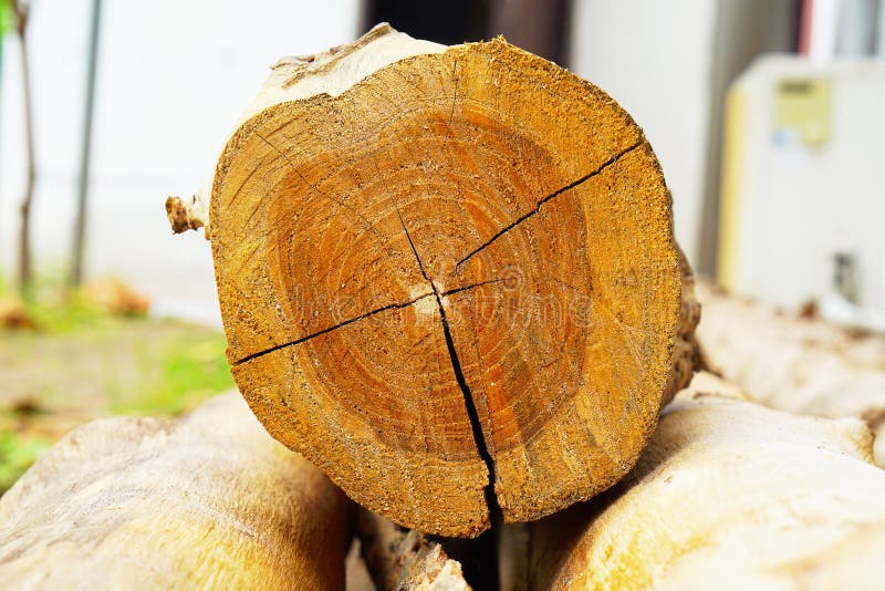 Teak log timber stock photo. Image of white, blade, background - 112810652
