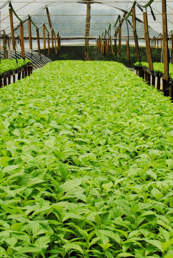 Teak plantation stock image. Image of long, environment - 35932379