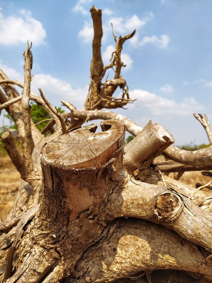 Teak Root stock photo. Image of background, color, tropic - 71402028
