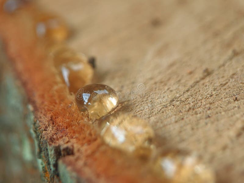 Teak sap on dry wood 4 stock image. Image of arthropod - 251498645
