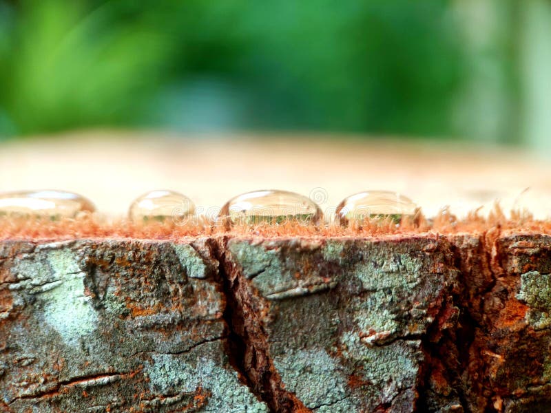 Teak sap on dry wood 5 stock photo. Image of food, flower - 251498650